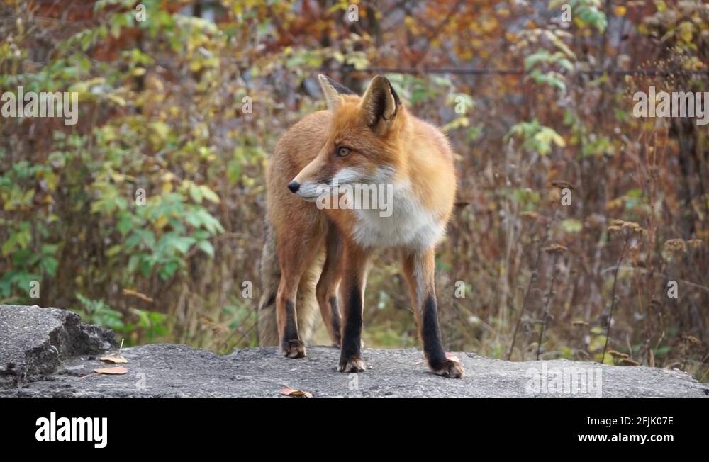 Fox red fox animal in its environment Stock Videos & Footage - HD and ...