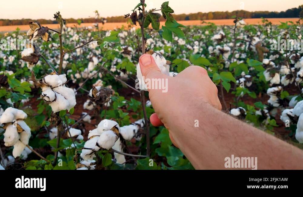 Hand picking cotton Stock Videos & Footage - HD and 4K Video Clips - Alamy