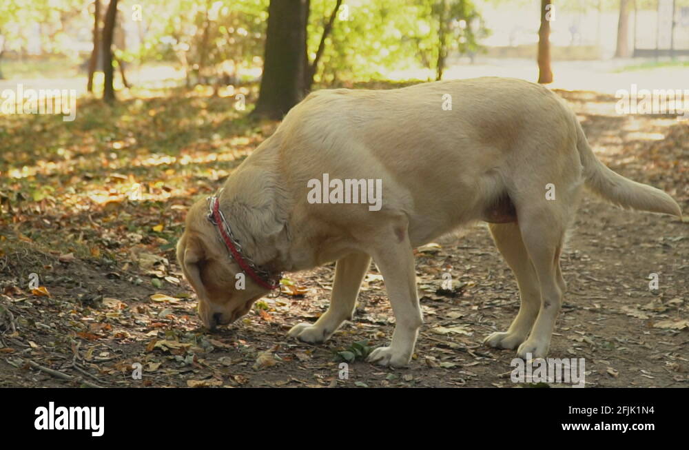 dog breed labrador golden color Stock Video Footage - Alamy