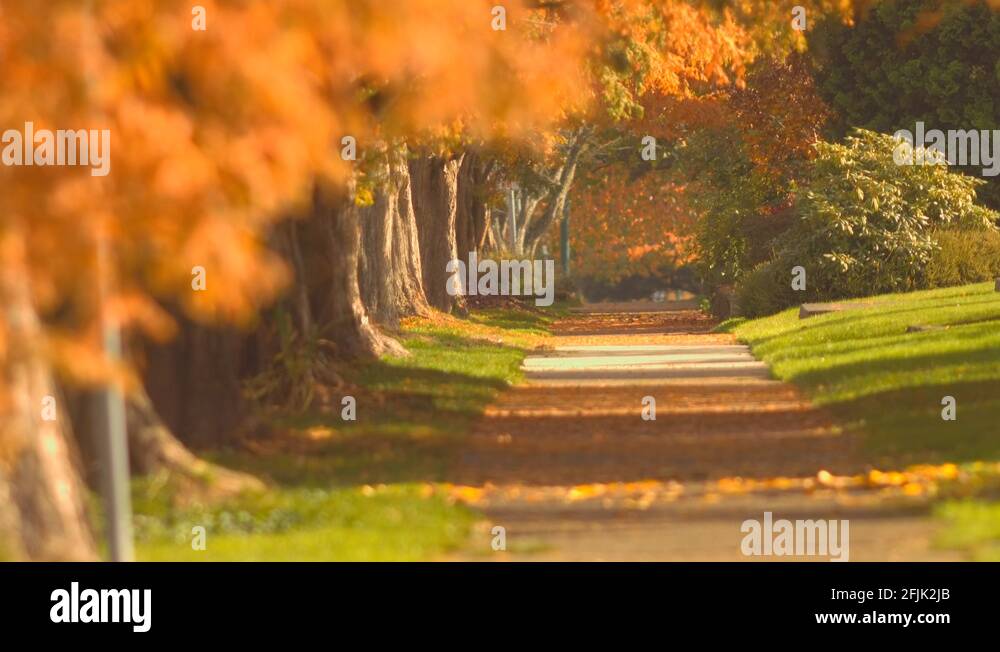 Pathway along side trees Stock Videos & Footage - HD and 4K Video Clips ...