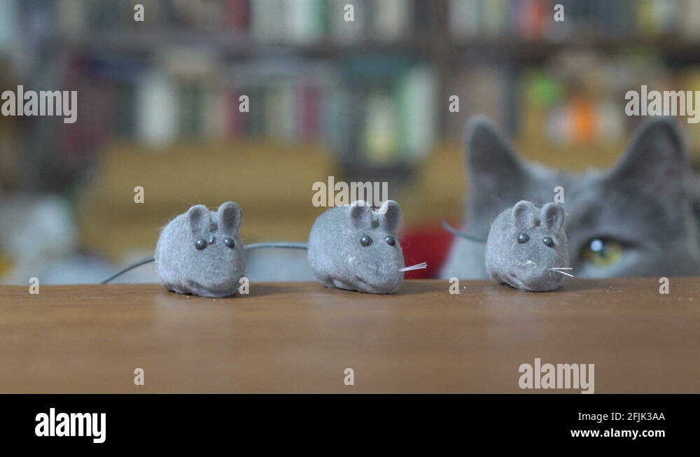 Adorable mice Stock Videos & Footage - HD and 4K Video Clips - Alamy
