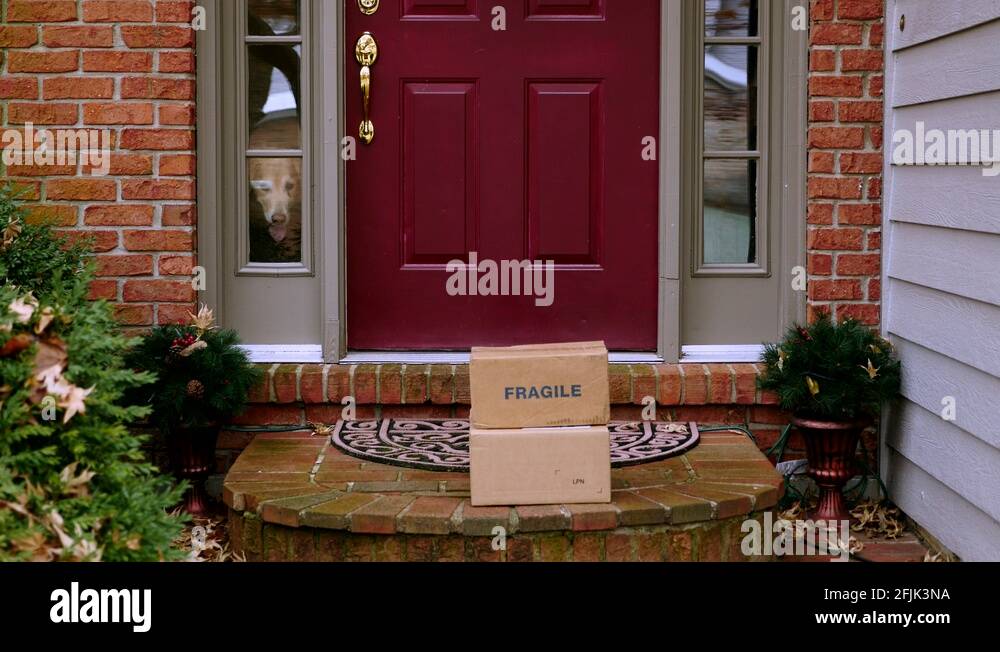 Golden retriever dog boxes Stock Videos & Footage - HD and 4K Video ...