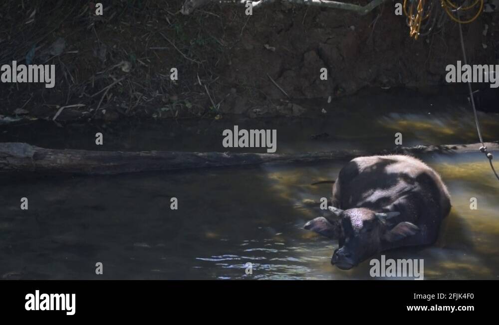 Philippine water buffalo Stock Videos & Footage - HD and 4K Video Clips ...
