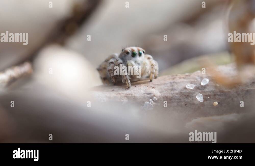 Peacock spider, Female Maratus speculifer. Acts inquisitive and ...