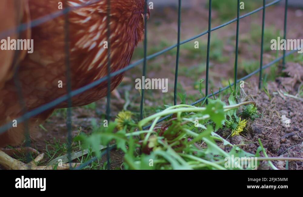 Chicken weed Stock Videos & Footage - HD and 4K Video Clips - Alamy