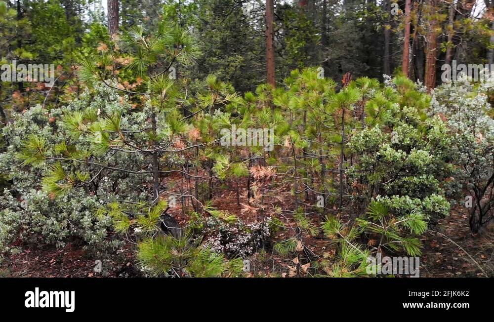 Fresh green forest with young conifer saplings Stock Videos & Footage ...