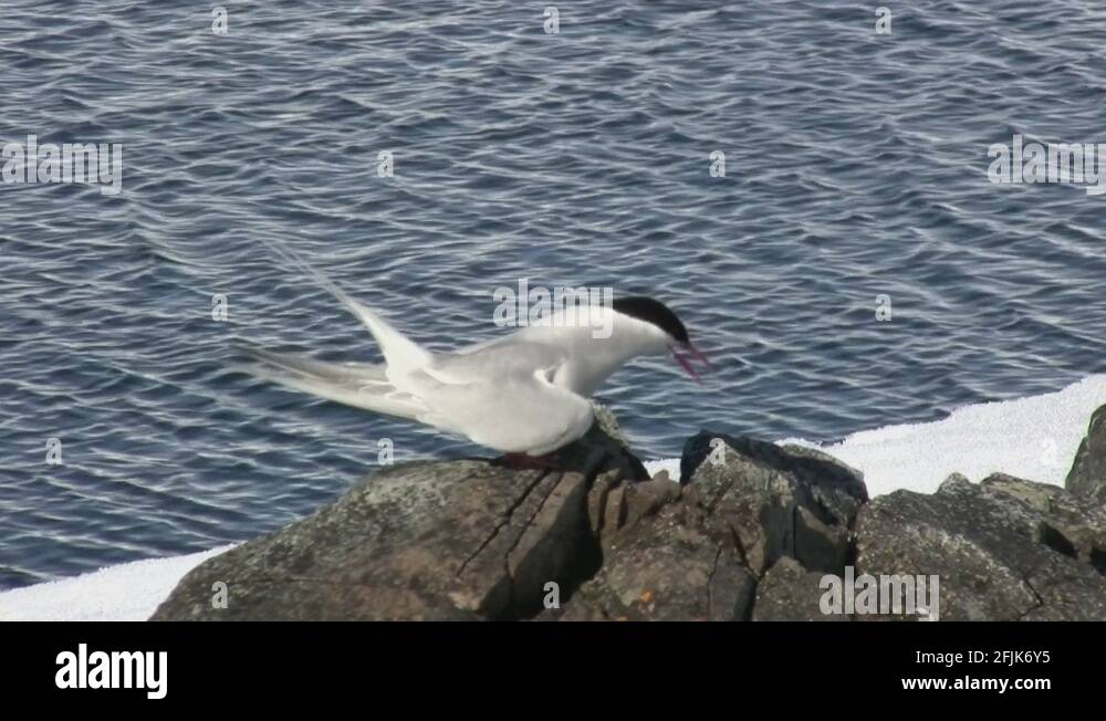 Antarctic tern Stock Videos & Footage - HD and 4K Video Clips - Alamy