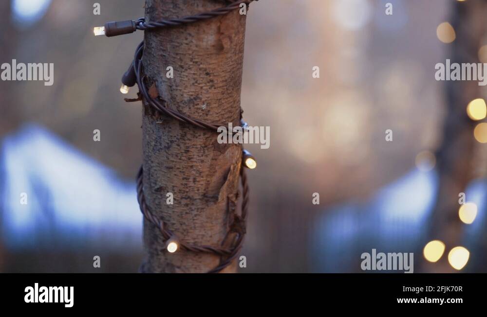 Slim tree Stock Videos & Footage - HD and 4K Video Clips - Alamy