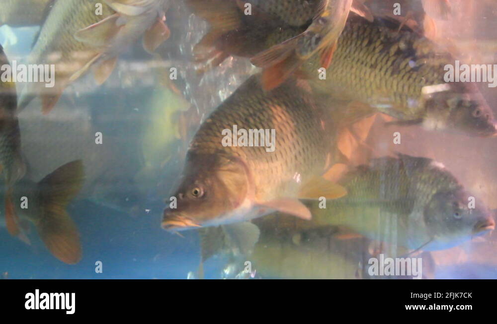 River carp Stock Videos & Footage - HD and 4K Video Clips - Alamy