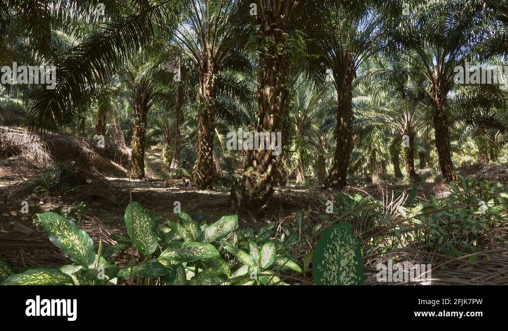 Palm oil landscape Stock Videos & Footage - HD and 4K Video Clips - Alamy