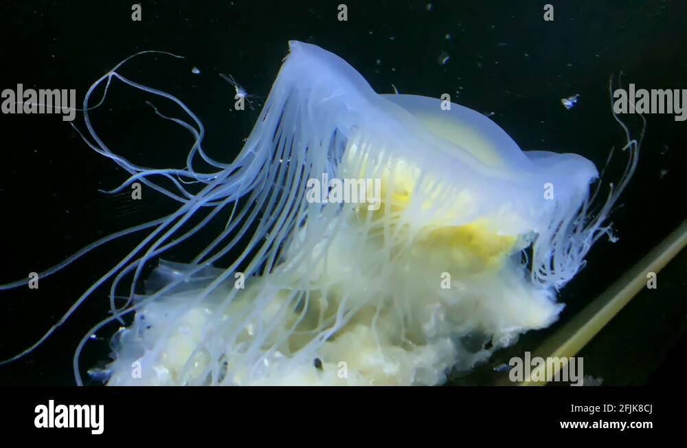 Jellyfish - Phacellophora Chamtschatica - at Kamon Aquarium, Japan ...