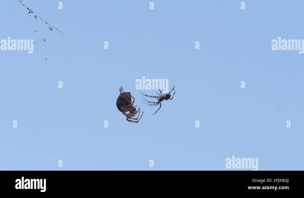 Different species of animal fighting Stock Videos & Footage - HD and 4K ...