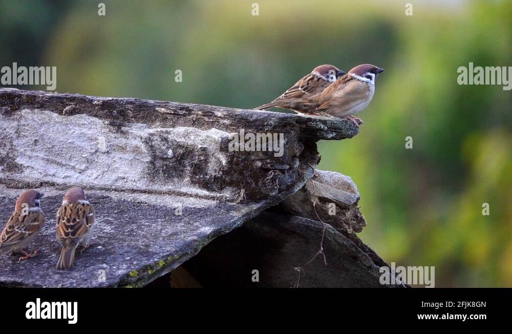 Nepal animal Stock Videos & Footage - HD and 4K Video Clips - Alamy