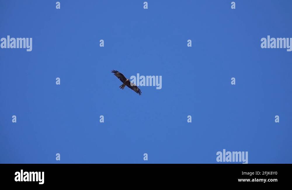 Big hawk Stock Videos & Footage - HD and 4K Video Clips - Alamy