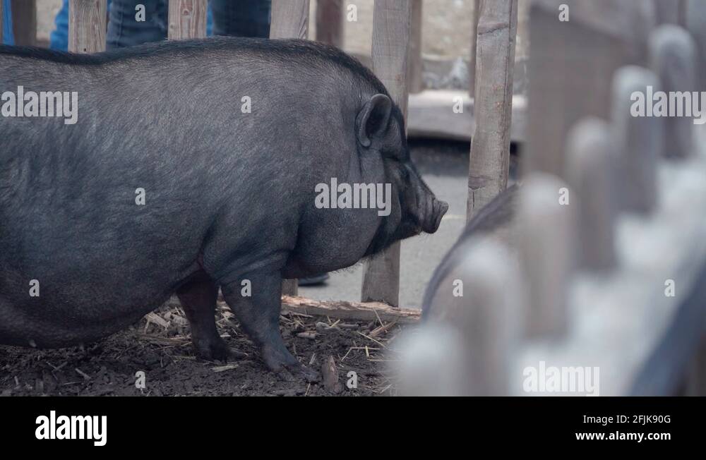 Fat bellied Stock Videos & Footage - HD and 4K Video Clips - Alamy