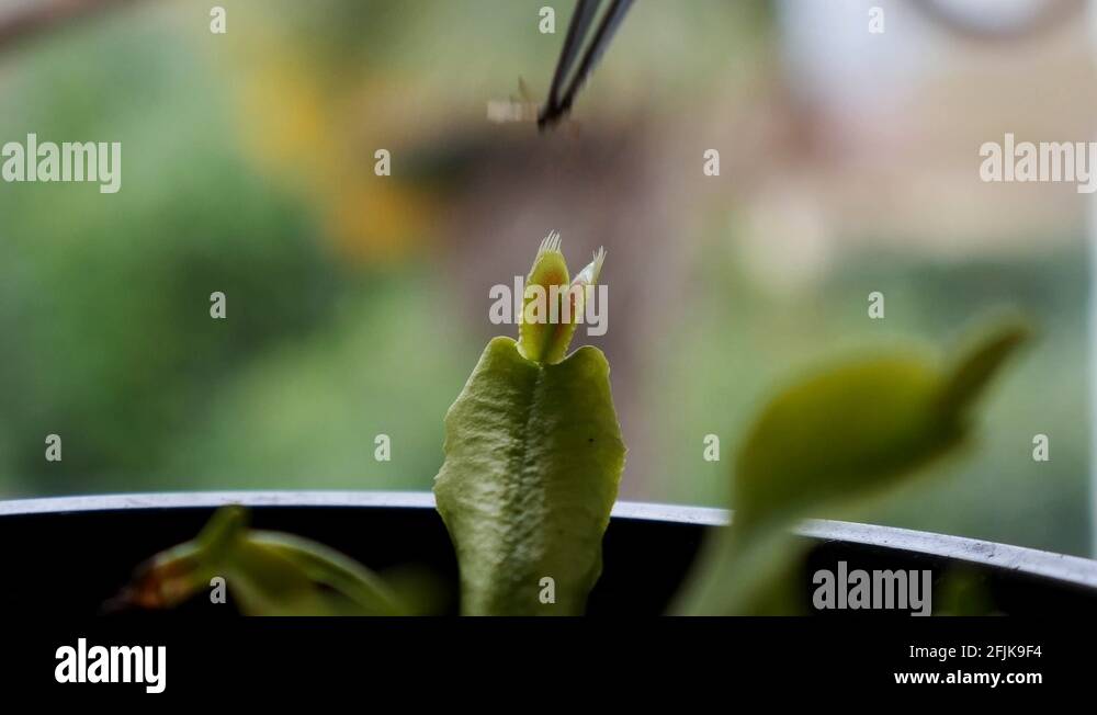 Venus fly trap pot Stock Videos & Footage - HD and 4K Video Clips - Alamy