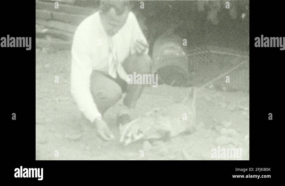 Animal drives Stock Videos & Footage - HD and 4K Video Clips - Alamy
