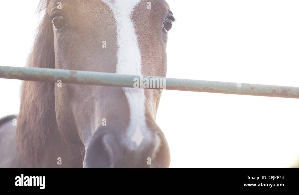 Stable fence Stock Videos & Footage - HD and 4K Video Clips - Alamy