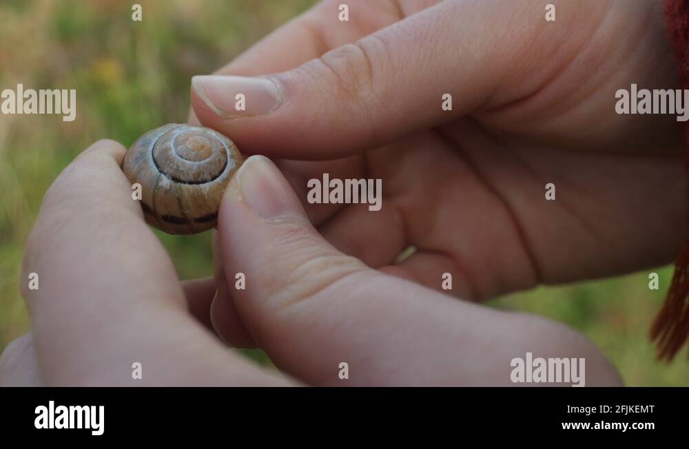 Person holding snail Stock Videos & Footage - HD and 4K Video Clips - Alamy