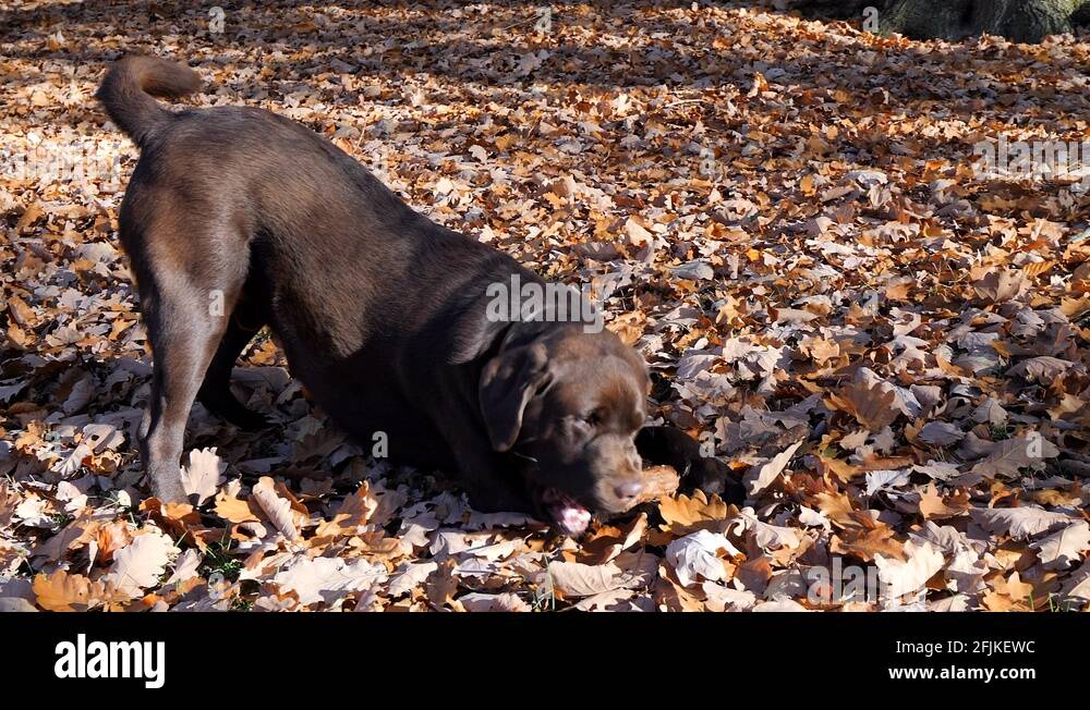 Labrador retriever and tree Stock Videos & Footage - HD and 4K Video ...