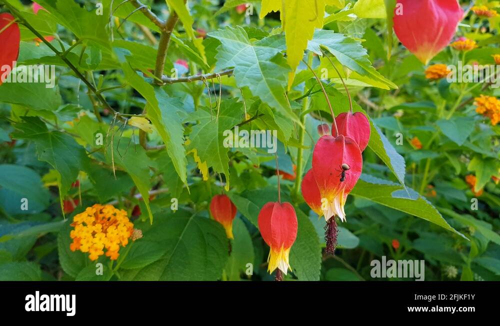 Abutilon plant Stock Videos & Footage - HD and 4K Video Clips - Alamy