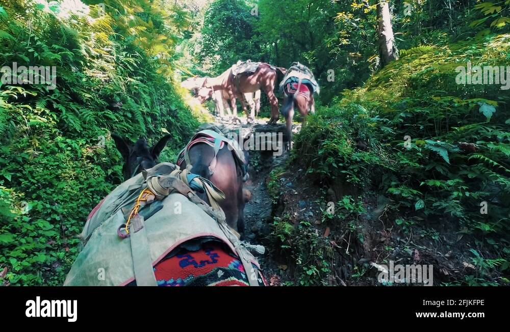 Himalaya child Stock Videos & Footage - HD and 4K Video Clips - Alamy