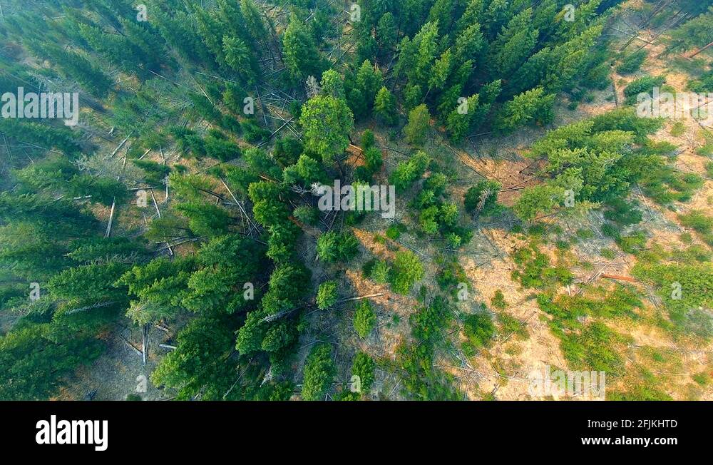 Texture forest top view Stock Videos & Footage - HD and 4K Video Clips ...