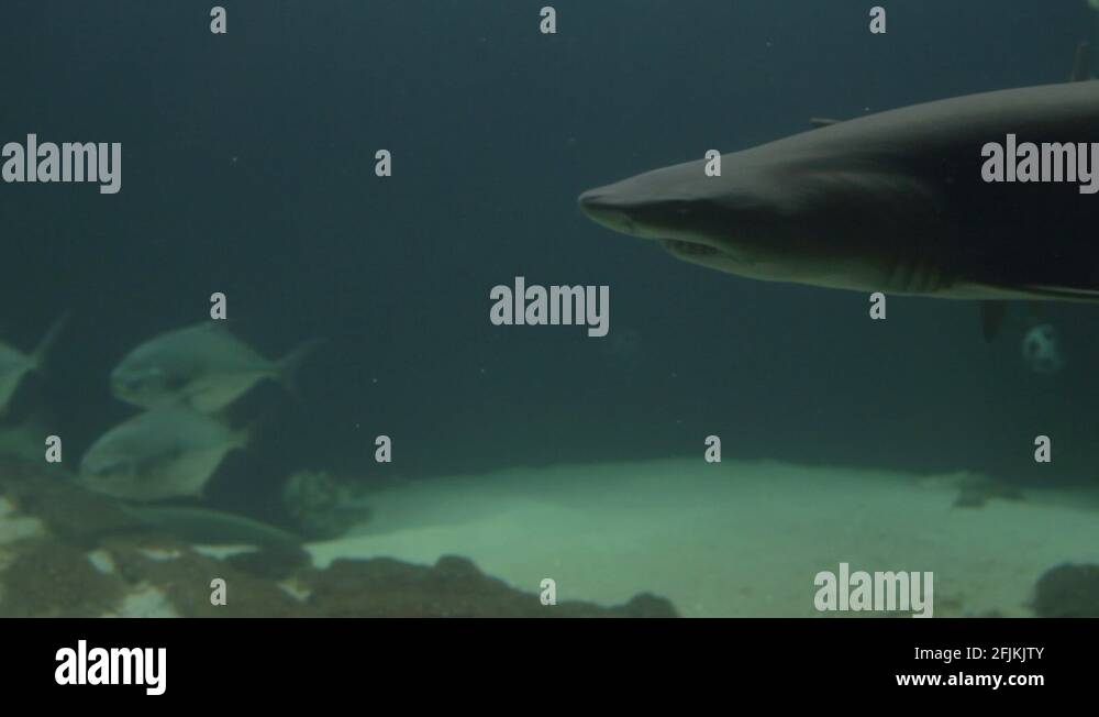 Scary turtle Stock Videos & Footage - HD and 4K Video Clips - Alamy