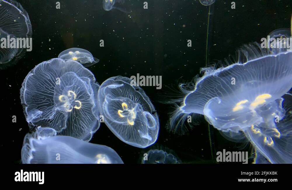 Aurelia sp Stock Videos & Footage - HD and 4K Video Clips - Alamy