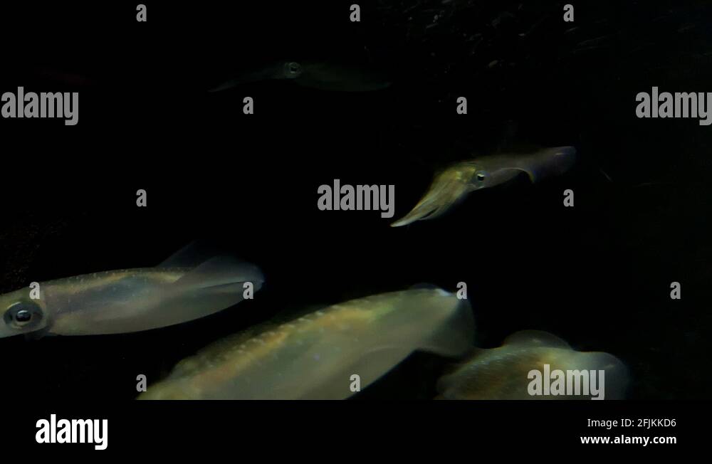 Luminous squid Stock Videos & Footage - HD and 4K Video Clips - Alamy