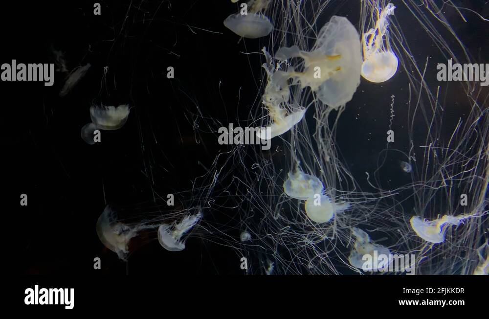 Jellyfish - Chrysaora Lactea - at Kamon Aquarium, Japan Stock Video ...