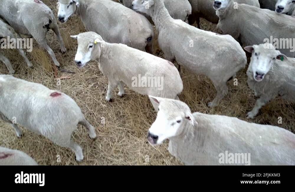 Bald sheep Stock Videos & Footage - HD and 4K Video Clips - Alamy