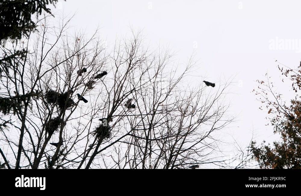 Gothic tree silhouette Stock Videos & Footage - HD and 4K Video Clips ...