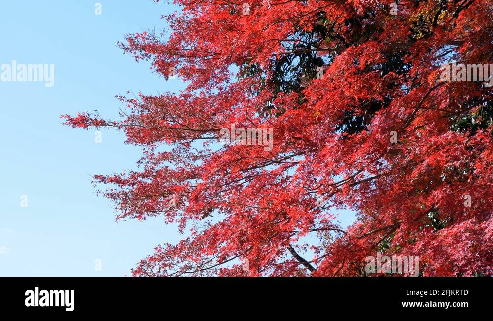 Maple tree with swing Stock Videos & Footage - HD and 4K Video Clips ...