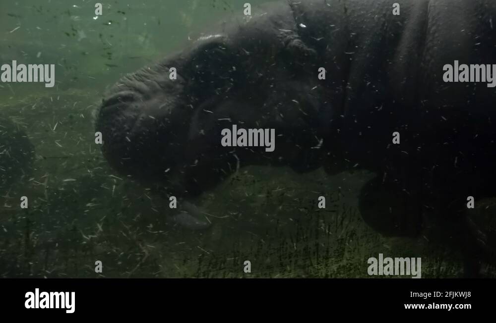 Pygmy hippopotamus. Small hippo swimming in river full of algae Stock ...