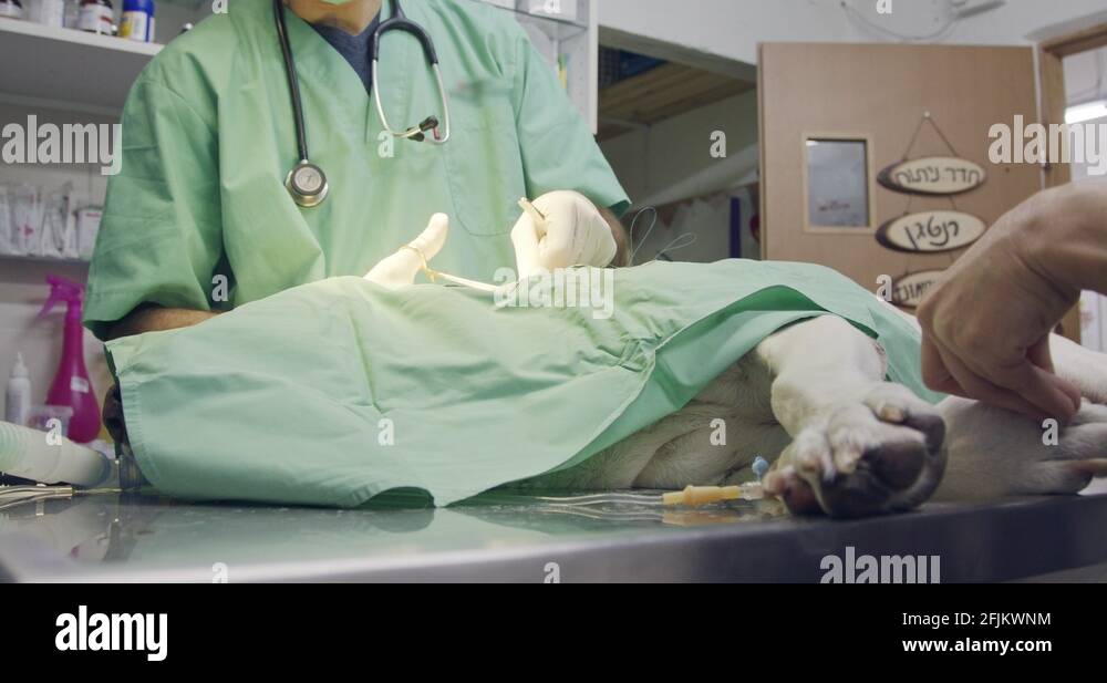 Veterinary surgery - Veterinarian operating a white dog in a pet clinic ...