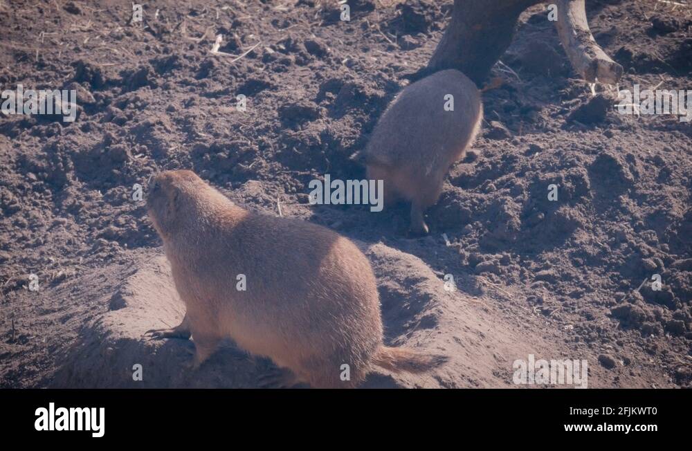 At burrow entrance Stock Videos & Footage - HD and 4K Video Clips - Alamy