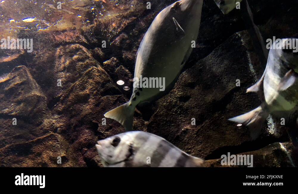 Kamon japan Stock Videos & Footage - HD and 4K Video Clips - Alamy