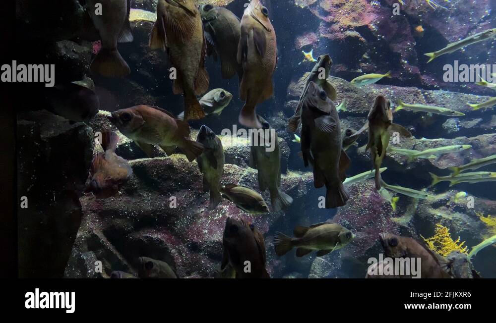 Jellyfish - Group of fish in a vertical position with tilt up-down ...