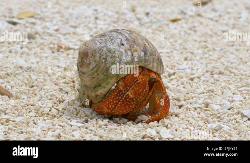 MACRO: Small bright red crab comes out of its shell and roams around ...