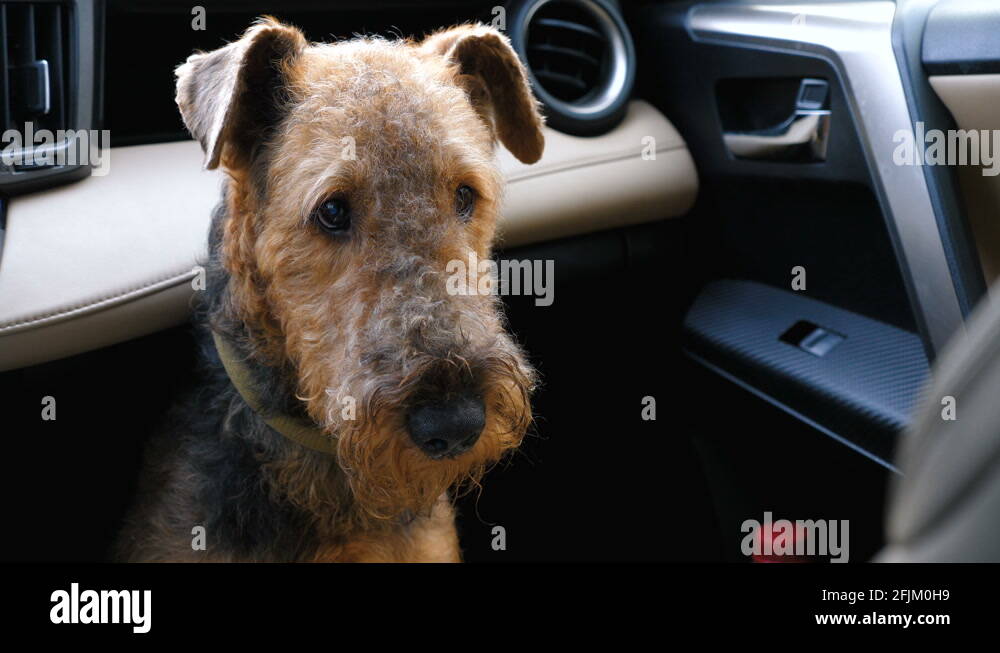Portrait airedale terrier Stock Videos & Footage - HD and 4K Video ...