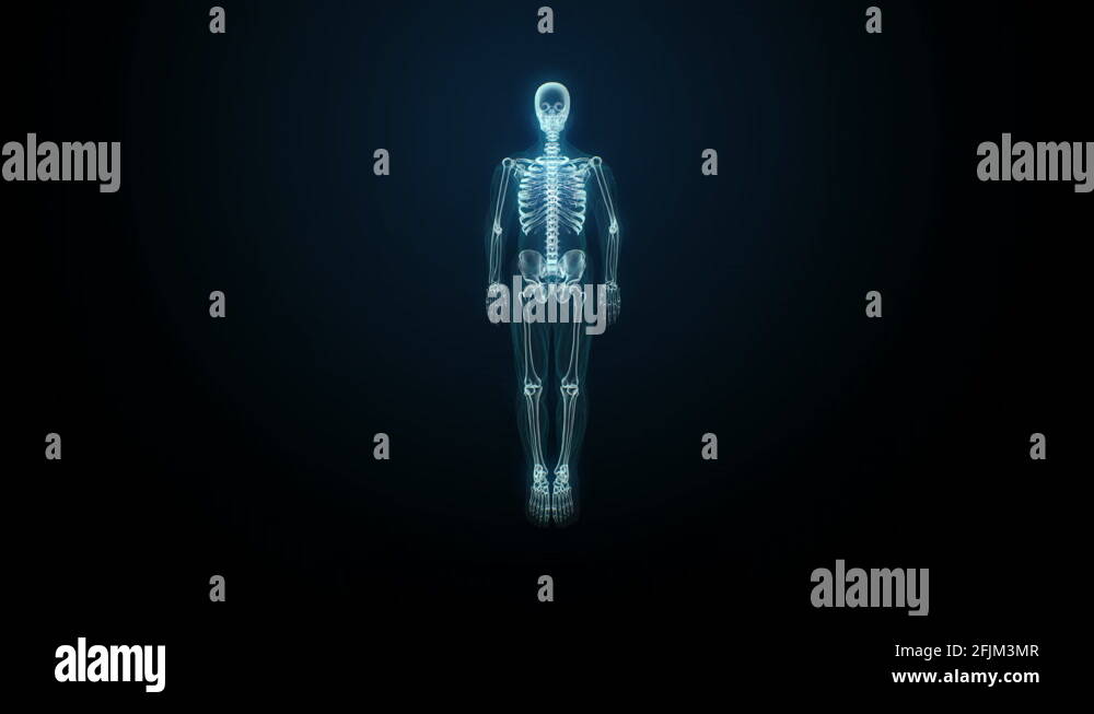 Rotating Human skeletal structure, bone system, Blue X-ray light. 4k ...