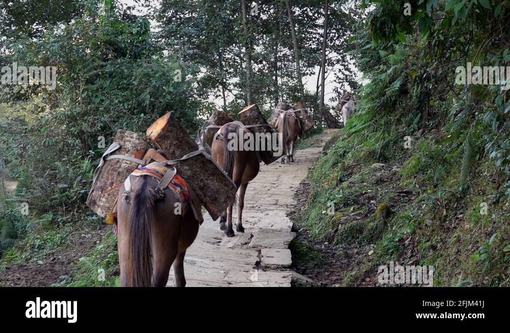 Donkey carrying goods Stock Videos & Footage - HD and 4K Video Clips ...