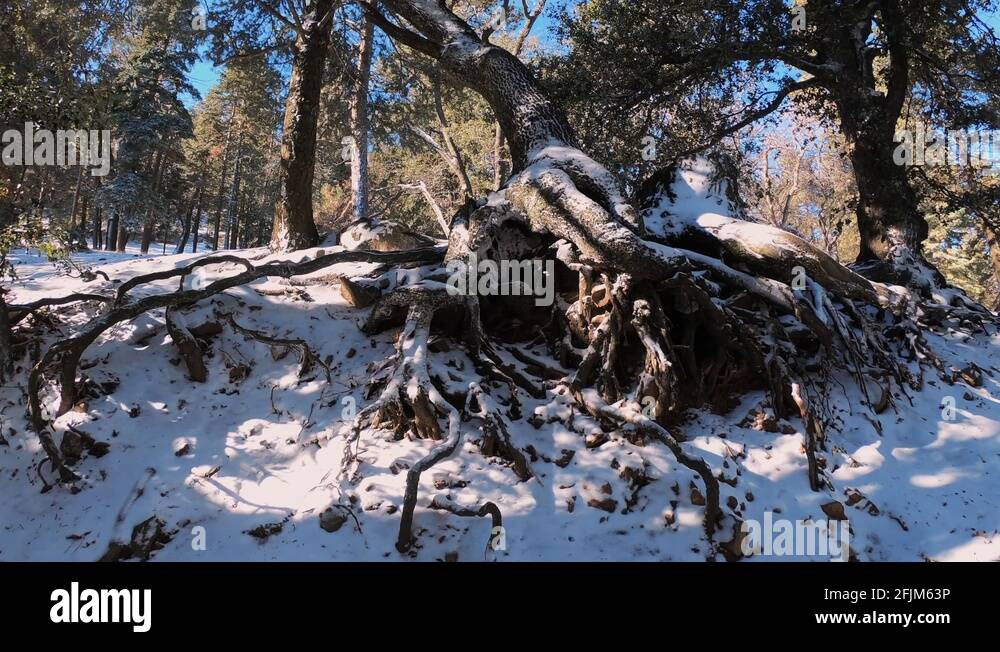 Snow covered tree roots tree Stock Videos & Footage - HD and 4K Video ...