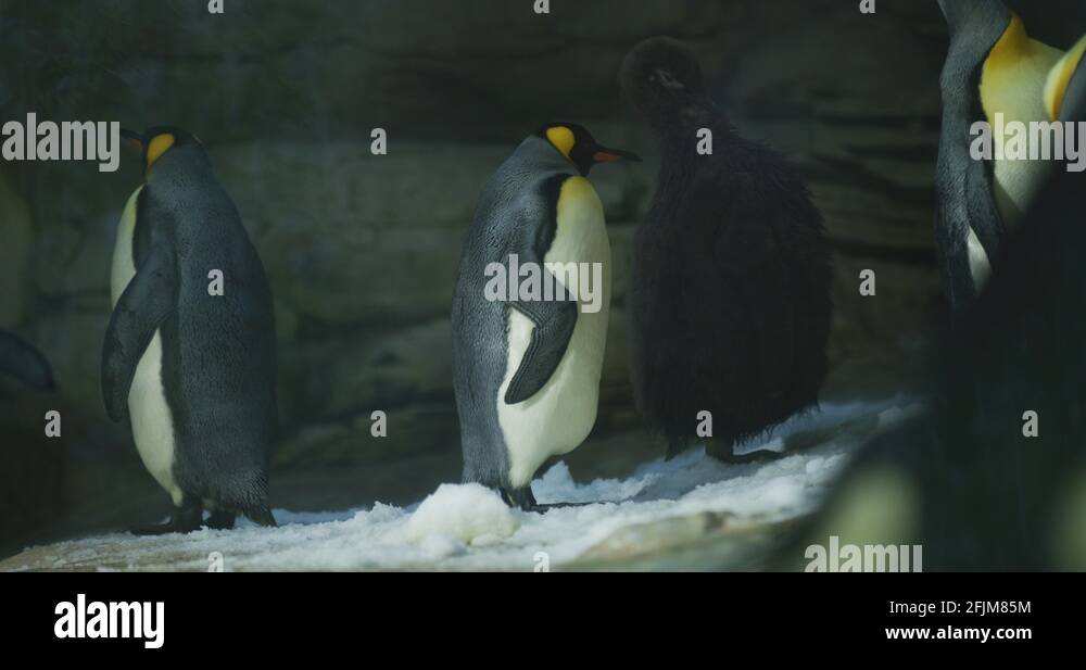 Animals penguin penguins Stock Videos & Footage - HD and 4K Video Clips ...