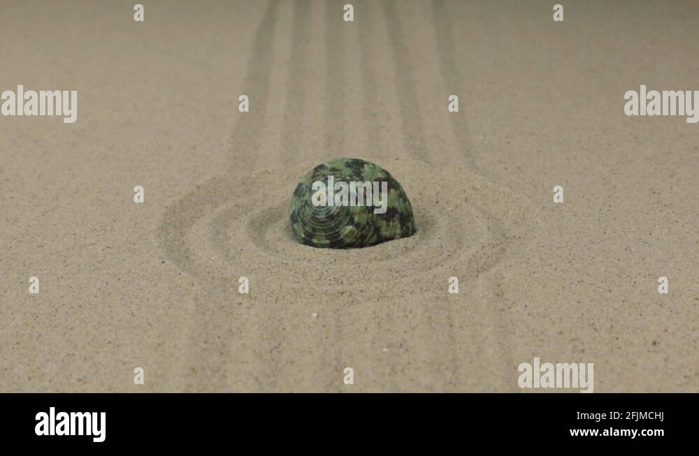 Zoom of a beautiful sea shell lying in a circle of sand Stock Video ...