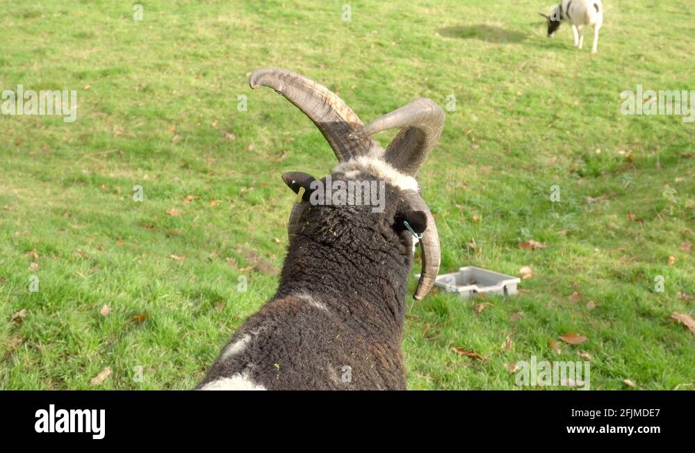 Bagot goat Stock Videos & Footage - HD and 4K Video Clips - Alamy