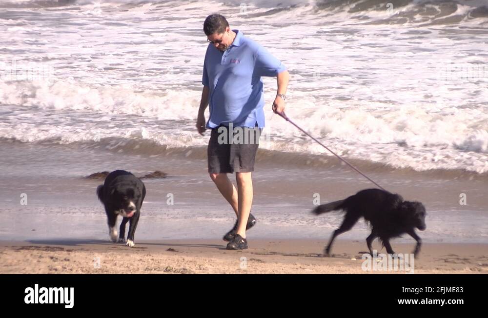 Four Dog Walking People And Dogs Gathering At Beach Santa Barbara June ...