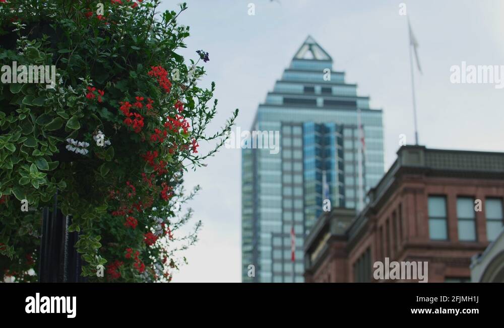 Pyramid of flowers Stock Videos & Footage - HD and 4K Video Clips - Alamy
