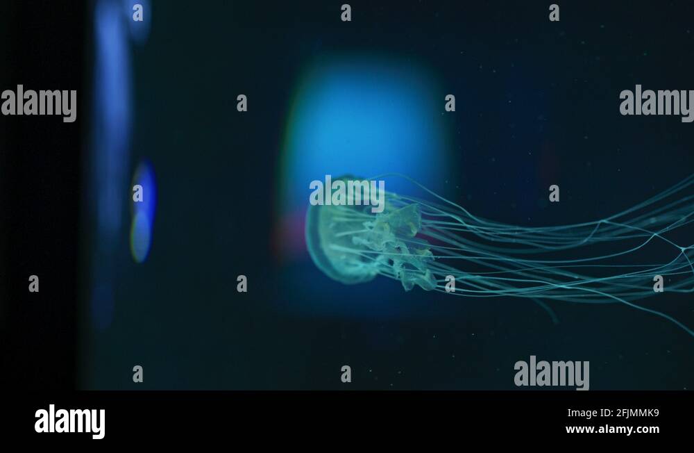 Translucent jellyfish swimming in a water tank Stock Video Footage - Alamy